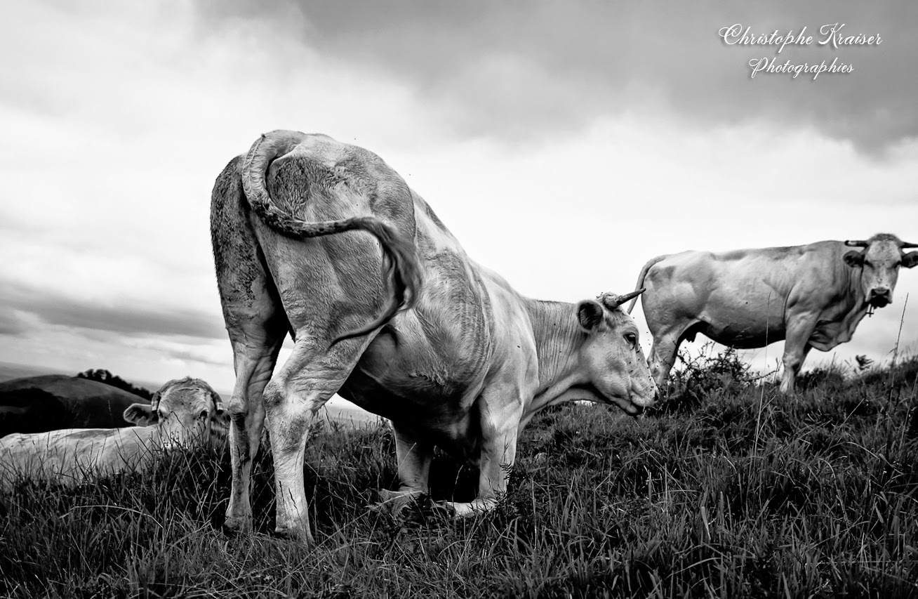 1000+ images about Cow Bull Ox Buff on Pinterest | Cow, Buffalo and Cow ...